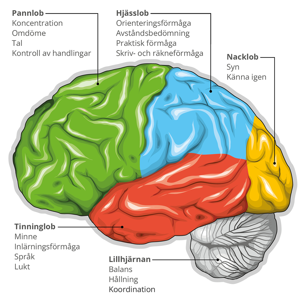 Så fungerar hjärnan | Demenscentrum